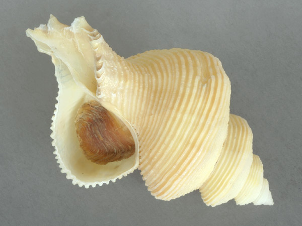 ギャラリー | 鳥羽水族館公式ホームページ