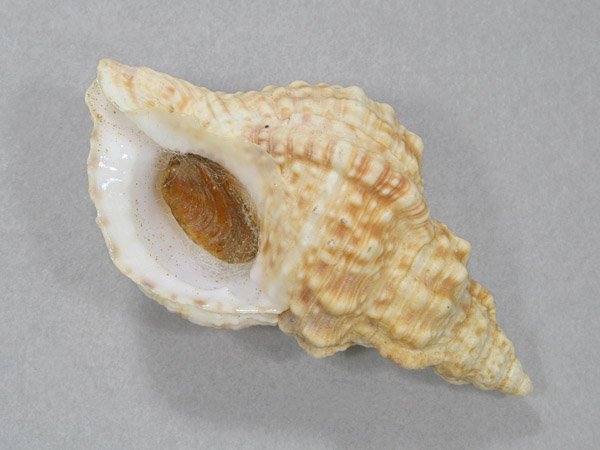 ギャラリー | 鳥羽水族館公式ホームページ