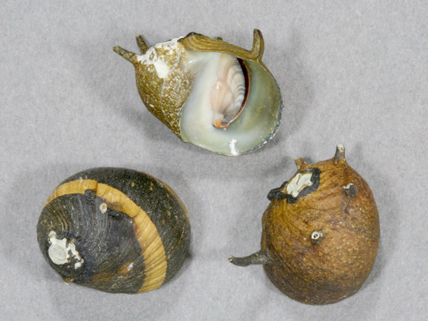 ギャラリー | 鳥羽水族館公式ホームページ