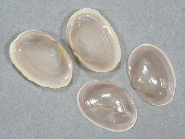 ギャラリー | 鳥羽水族館公式ホームページ