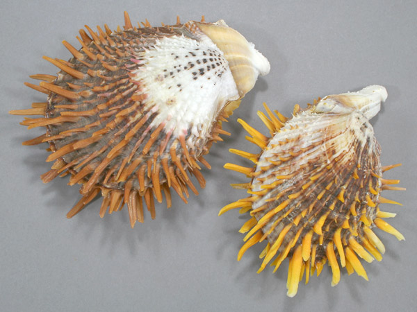 ギャラリー | 鳥羽水族館公式ホームページ