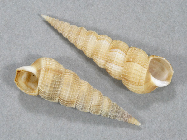 ギャラリー | 鳥羽水族館公式ホームページ