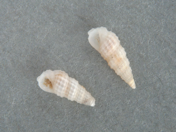 ギャラリー | 鳥羽水族館公式ホームページ