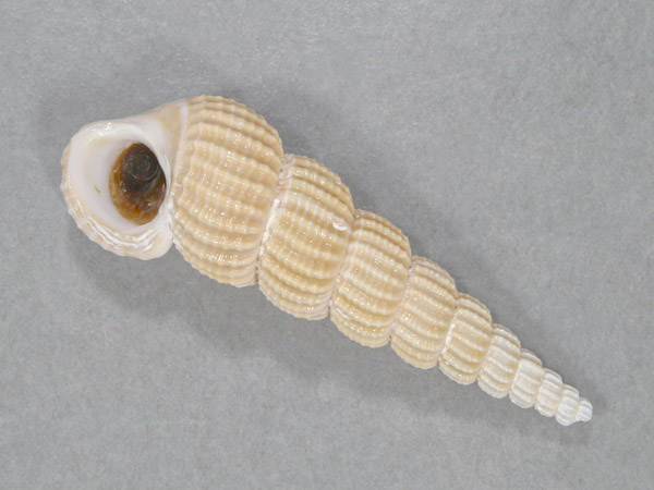 ギャラリー | 鳥羽水族館公式ホームページ