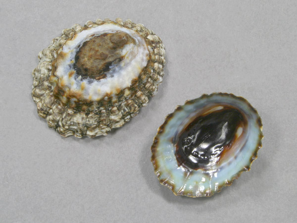 ギャラリー | 鳥羽水族館公式ホームページ