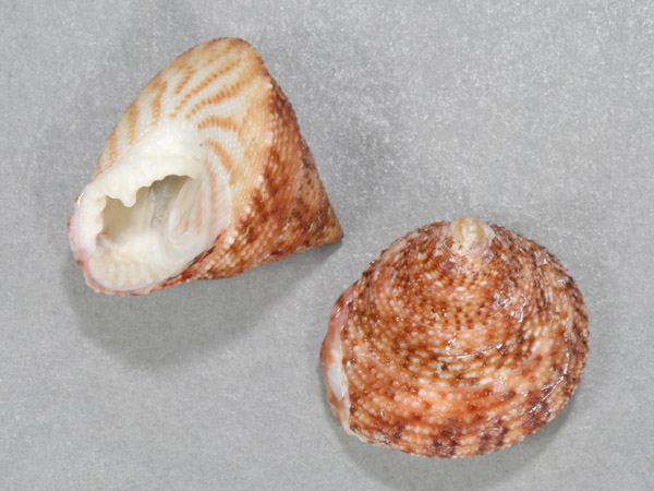 ギャラリー | 鳥羽水族館公式ホームページ