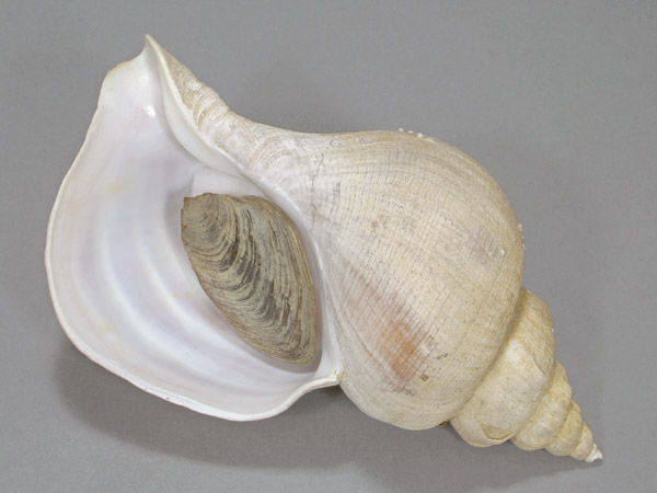 ギャラリー | 鳥羽水族館公式ホームページ