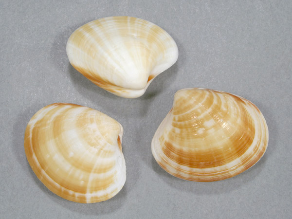 ギャラリー | 鳥羽水族館公式ホームページ