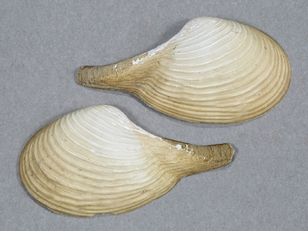 ギャラリー | 鳥羽水族館公式ホームページ