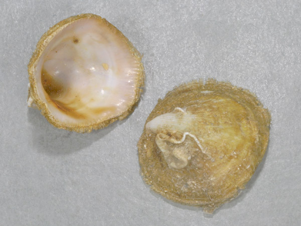 ギャラリー | 鳥羽水族館公式ホームページ