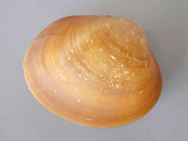 ギャラリー | 鳥羽水族館公式ホームページ