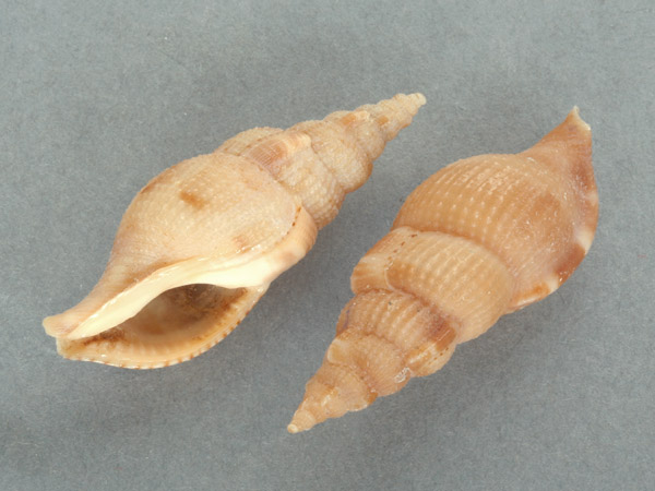 ギャラリー | 鳥羽水族館公式ホームページ