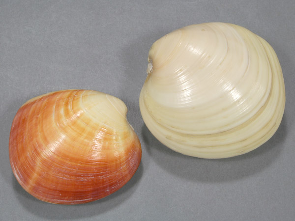 ギャラリー | 鳥羽水族館公式ホームページ