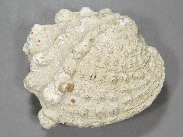 ギャラリー | 鳥羽水族館公式ホームページ