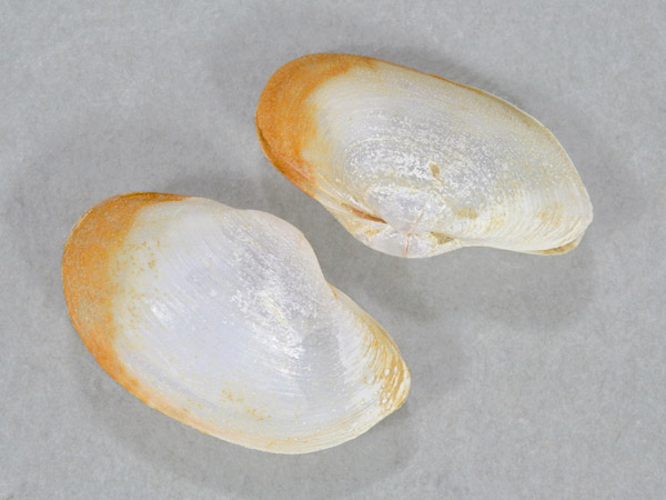 ギャラリー | 鳥羽水族館公式ホームページ