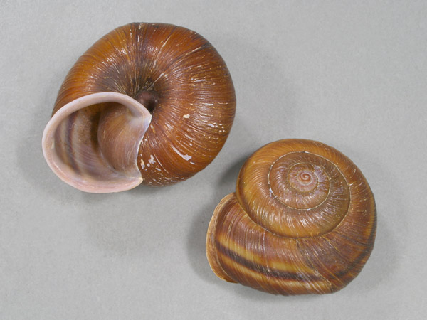 ギャラリー | 鳥羽水族館公式ホームページ