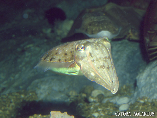 ギャラリー | 鳥羽水族館公式ホームページ