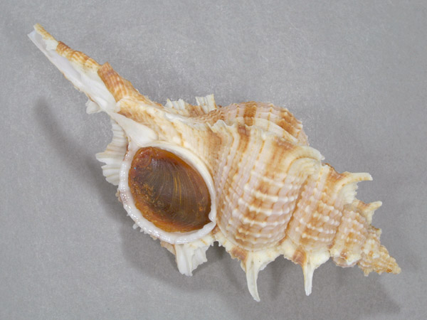 ギャラリー | 鳥羽水族館公式ホームページ