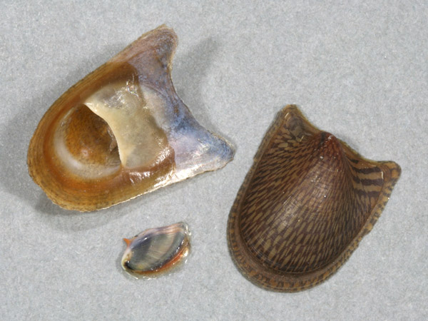 ギャラリー | 鳥羽水族館公式ホームページ