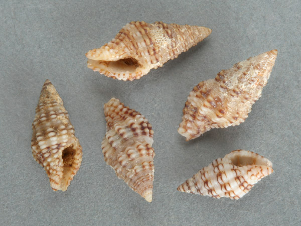 ギャラリー | 鳥羽水族館公式ホームページ