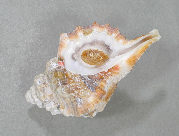 ギャラリー | 鳥羽水族館公式ホームページ