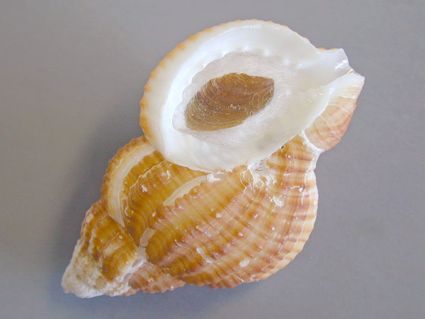 ギャラリー | 鳥羽水族館公式ホームページ