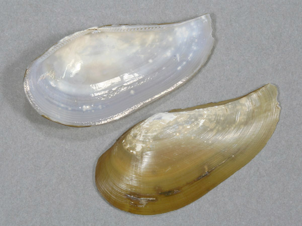 ギャラリー | 鳥羽水族館公式ホームページ