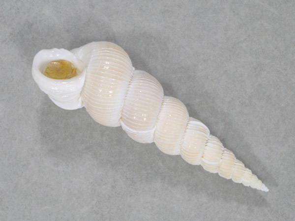 ギャラリー | 鳥羽水族館公式ホームページ