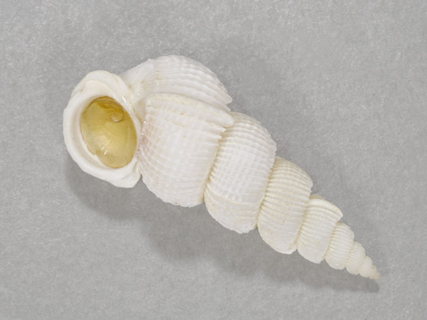 ギャラリー | 鳥羽水族館公式ホームページ