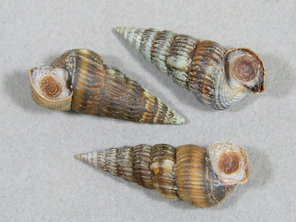 ギャラリー | 鳥羽水族館公式ホームページ