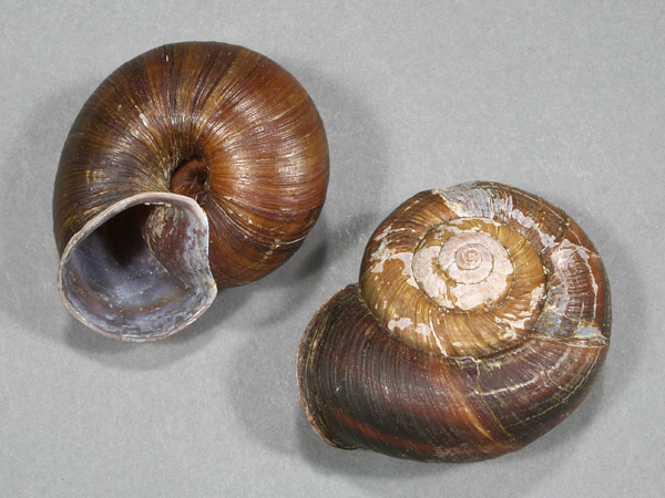 ギャラリー | 鳥羽水族館公式ホームページ