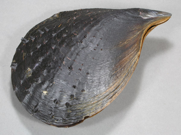 ギャラリー | 鳥羽水族館公式ホームページ