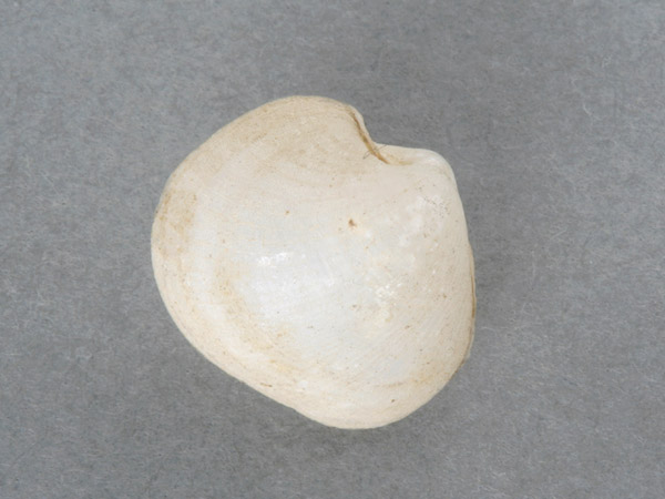 ギャラリー | 鳥羽水族館公式ホームページ