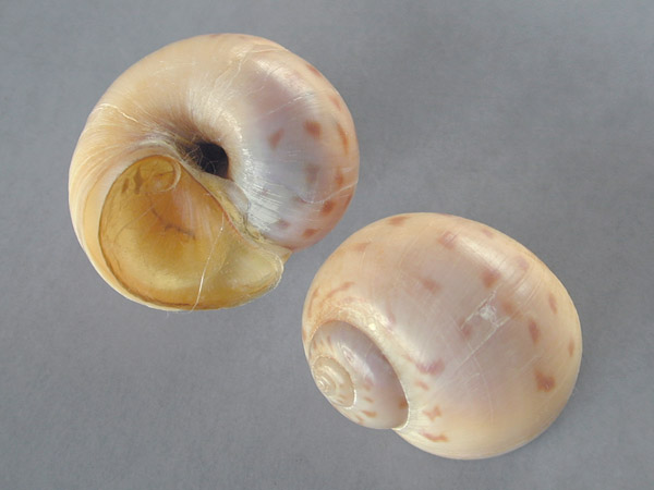 ギャラリー | 鳥羽水族館公式ホームページ