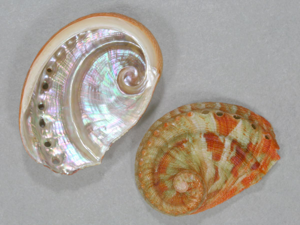 ギャラリー | 鳥羽水族館公式ホームページ