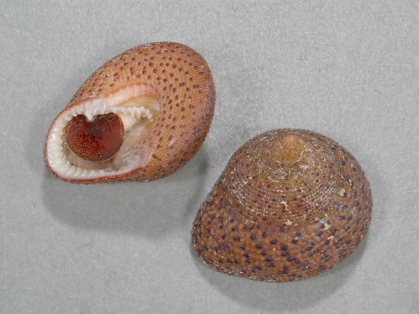 ギャラリー | 鳥羽水族館公式ホームページ