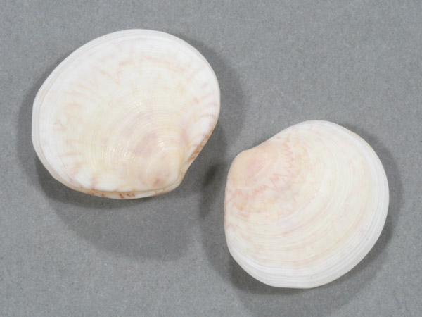 ギャラリー | 鳥羽水族館公式ホームページ