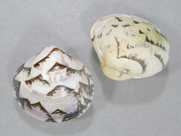 ギャラリー | 鳥羽水族館公式ホームページ