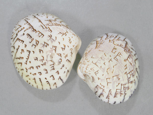 ギャラリー | 鳥羽水族館公式ホームページ