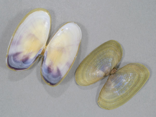 ギャラリー | 鳥羽水族館公式ホームページ