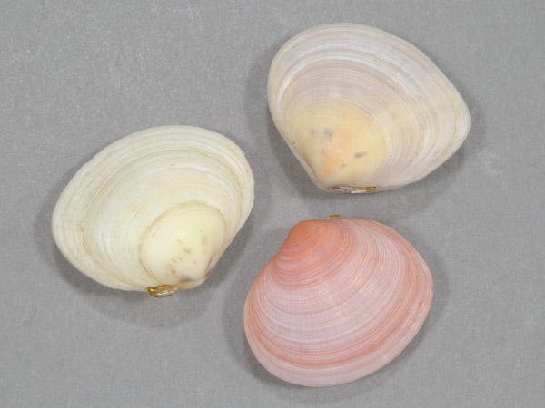 ギャラリー | 鳥羽水族館公式ホームページ