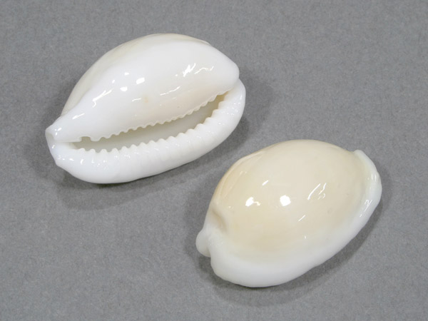 ギャラリー | 鳥羽水族館公式ホームページ