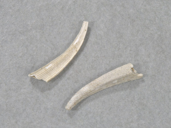 ギャラリー | 鳥羽水族館公式ホームページ