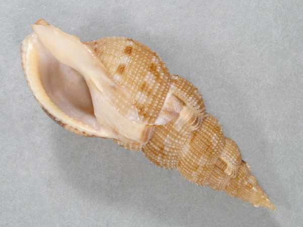 ギャラリー | 鳥羽水族館公式ホームページ