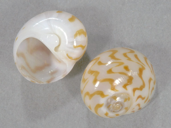 ギャラリー | 鳥羽水族館公式ホームページ