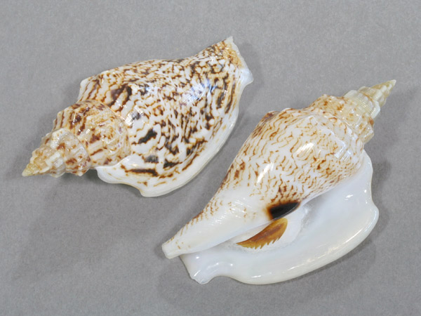 ギャラリー | 鳥羽水族館公式ホームページ