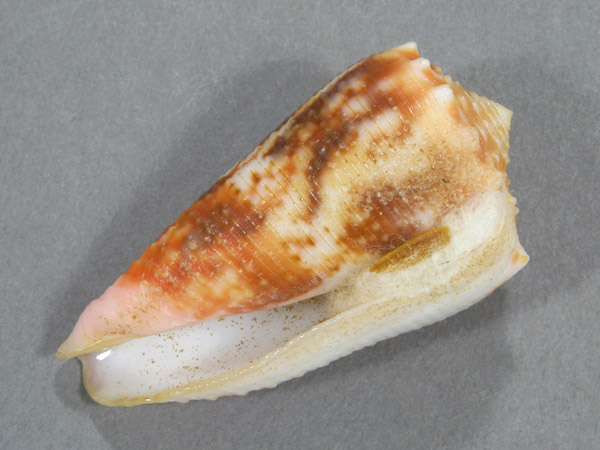 ギャラリー | 鳥羽水族館公式ホームページ