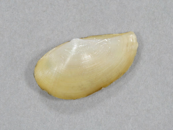 ギャラリー | 鳥羽水族館公式ホームページ