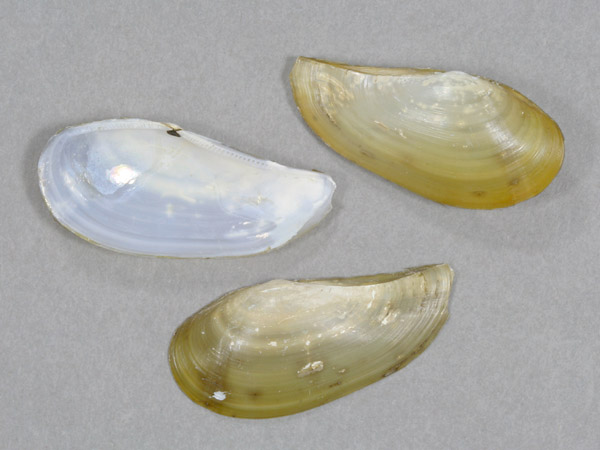 ギャラリー | 鳥羽水族館公式ホームページ