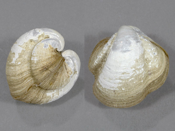 ギャラリー | 鳥羽水族館公式ホームページ